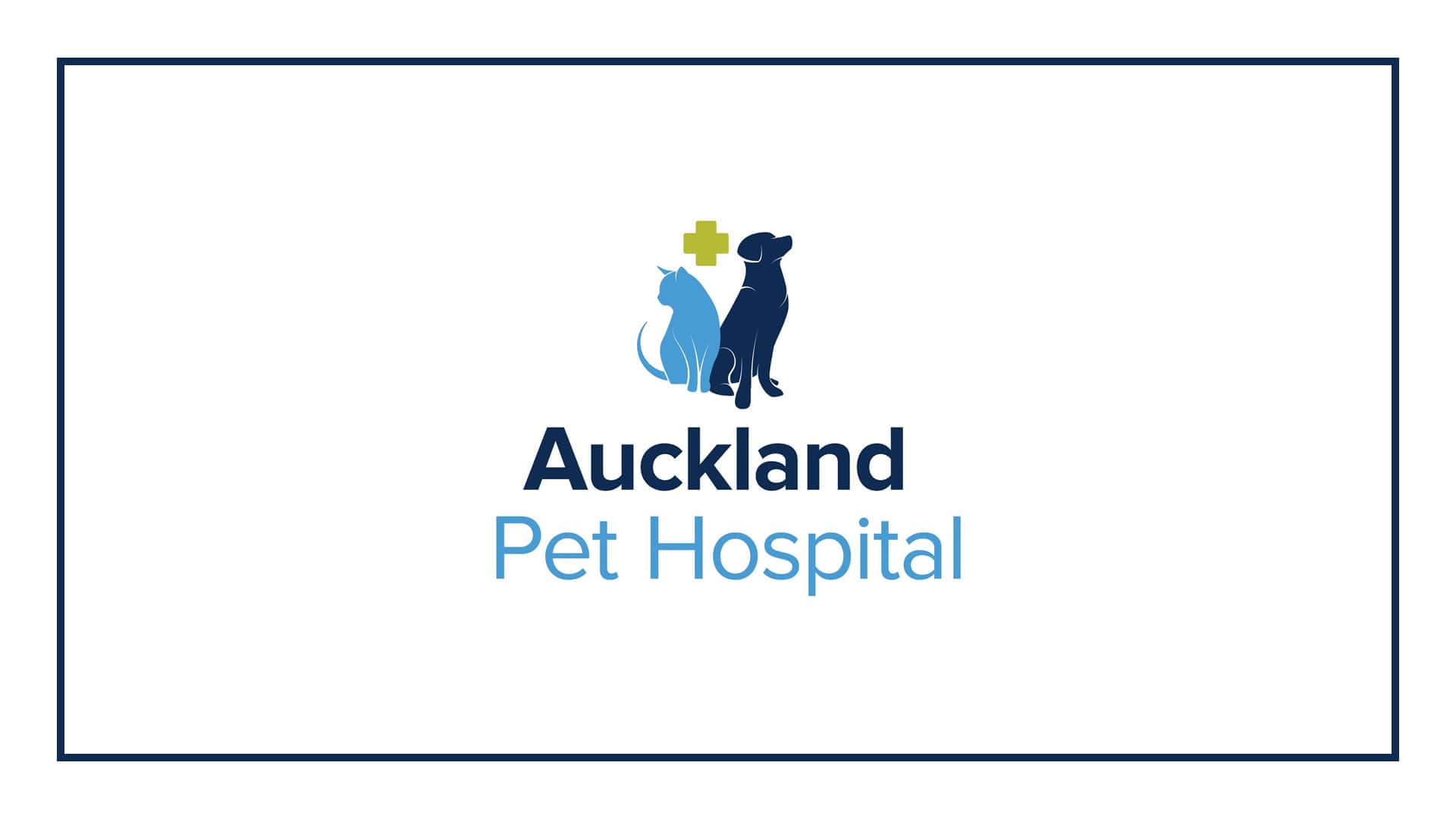 The 5 Auckland Vet Clinics Where Pets Always Come First [2026]