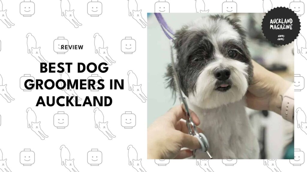 The 5 Gentle Groomers in Auckland Who Keep Tails Wagging [2026 ]