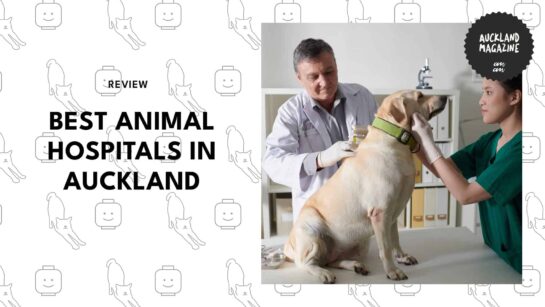 Best Animal Hospitals in Auckland: Top 5 Clinics Reviewed [2026 ]