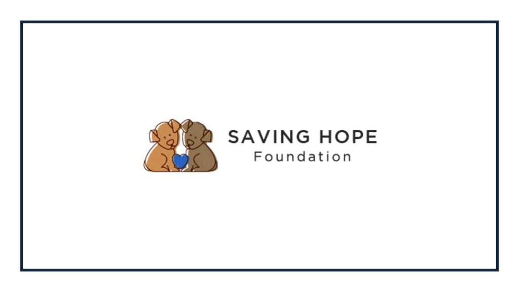 Best Animal Shelters in Auckland: Top 5 Rescues Reviewed [2026 ]